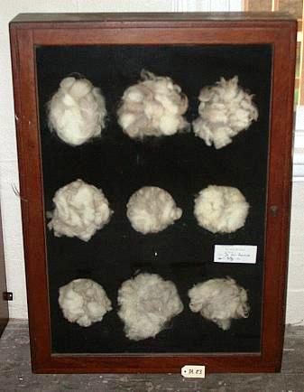 DISPLAY CASE - VARIOUS WOOL SAMPLES | openEQUELLA